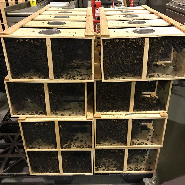 Bees | THE HIVE: CHICAGO'S BEEKEEPING SUPPLY STORE